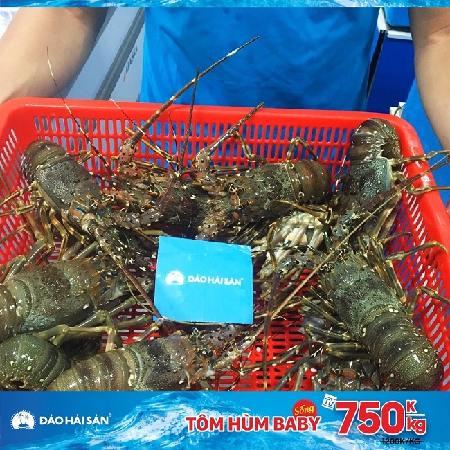 Tắc ở cửa khẩu Trung Quốc, tôm hùm baby giá rẻ ngập chợ mạng - Sài Gòn ...